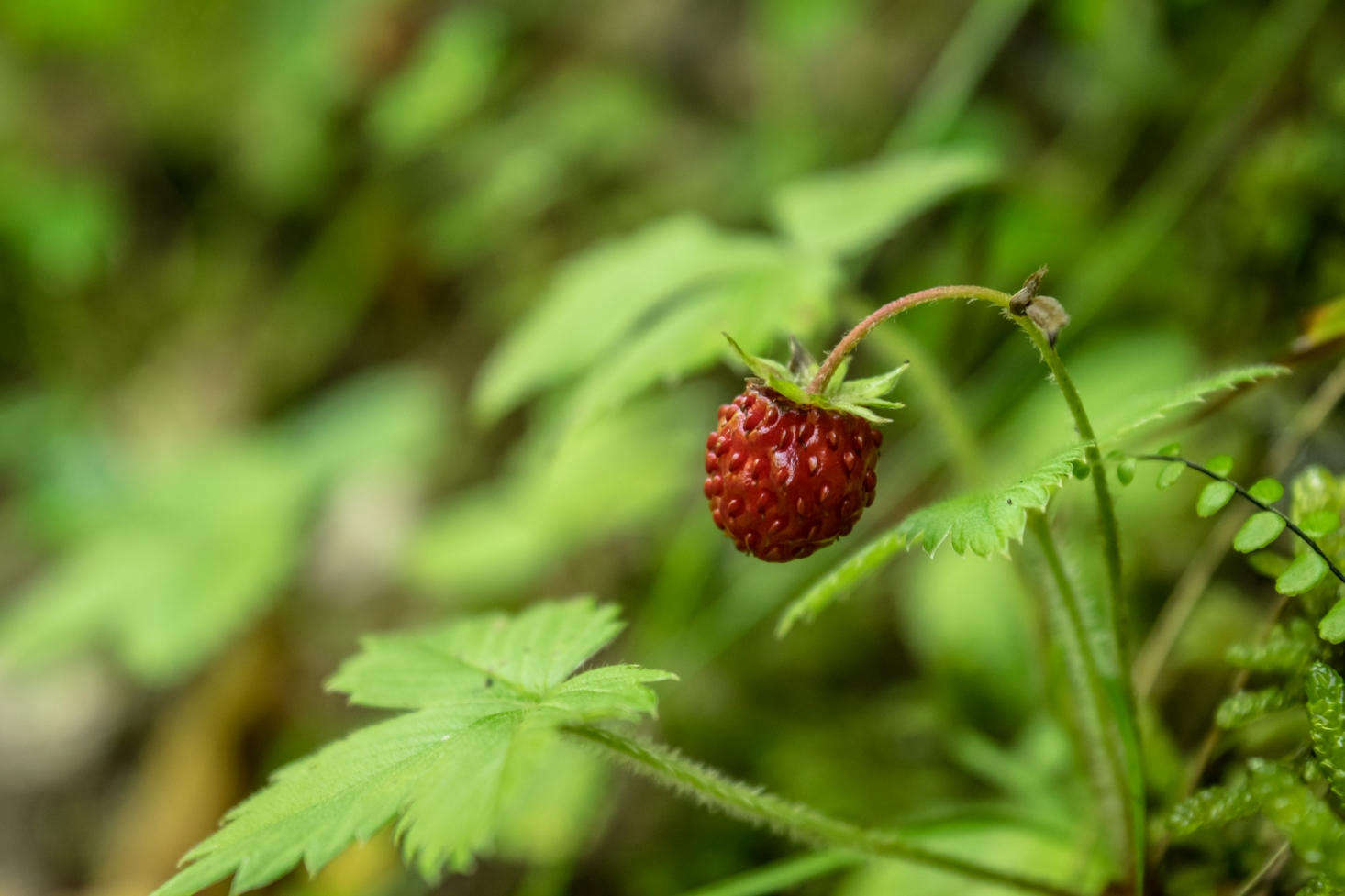 Gardening 101: Alpine Strawberries - Gardenista