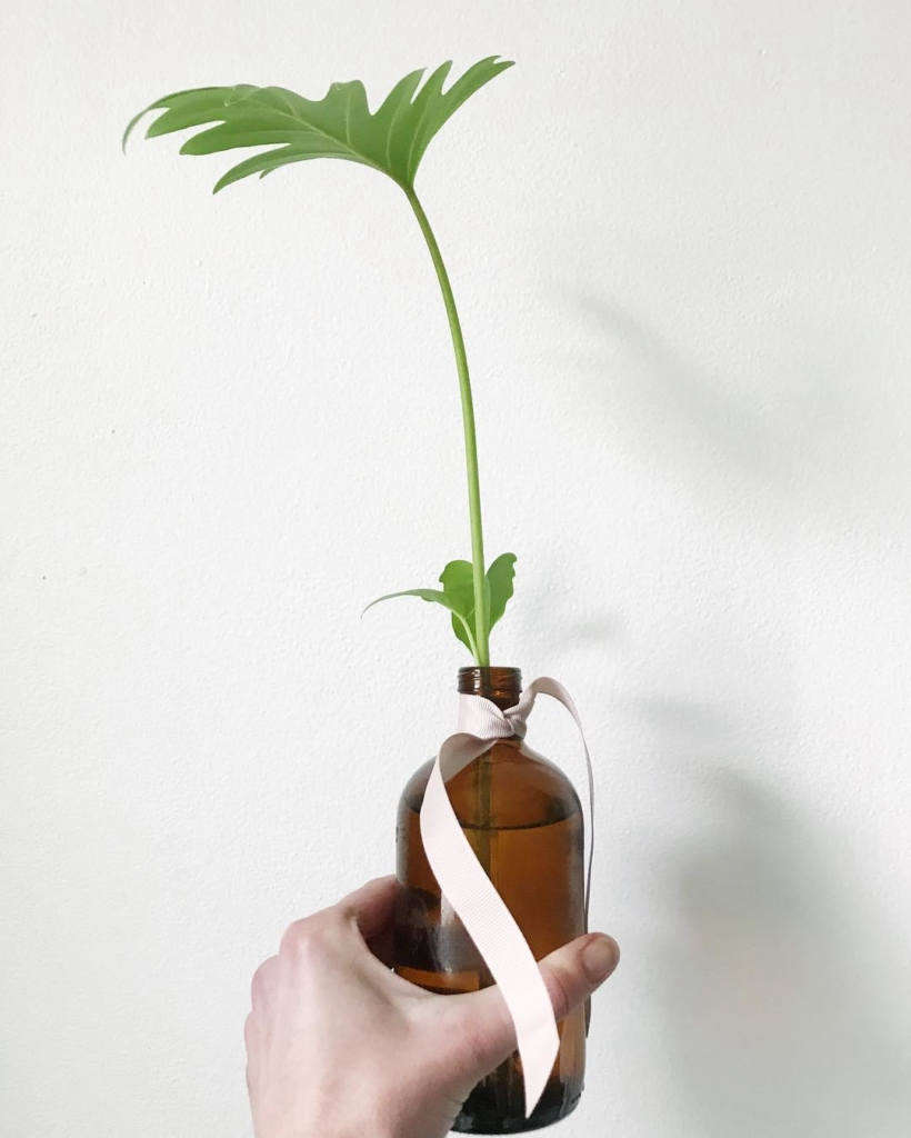 Plant Swaps: How to Trade Houseplants, Cuttings, Seeds