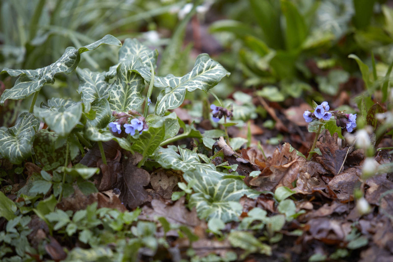 Gardening 101: Italian Arum - Gardenista