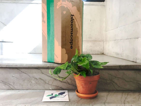 Browse the Bloomscape Retailer Collection on - Gardenista