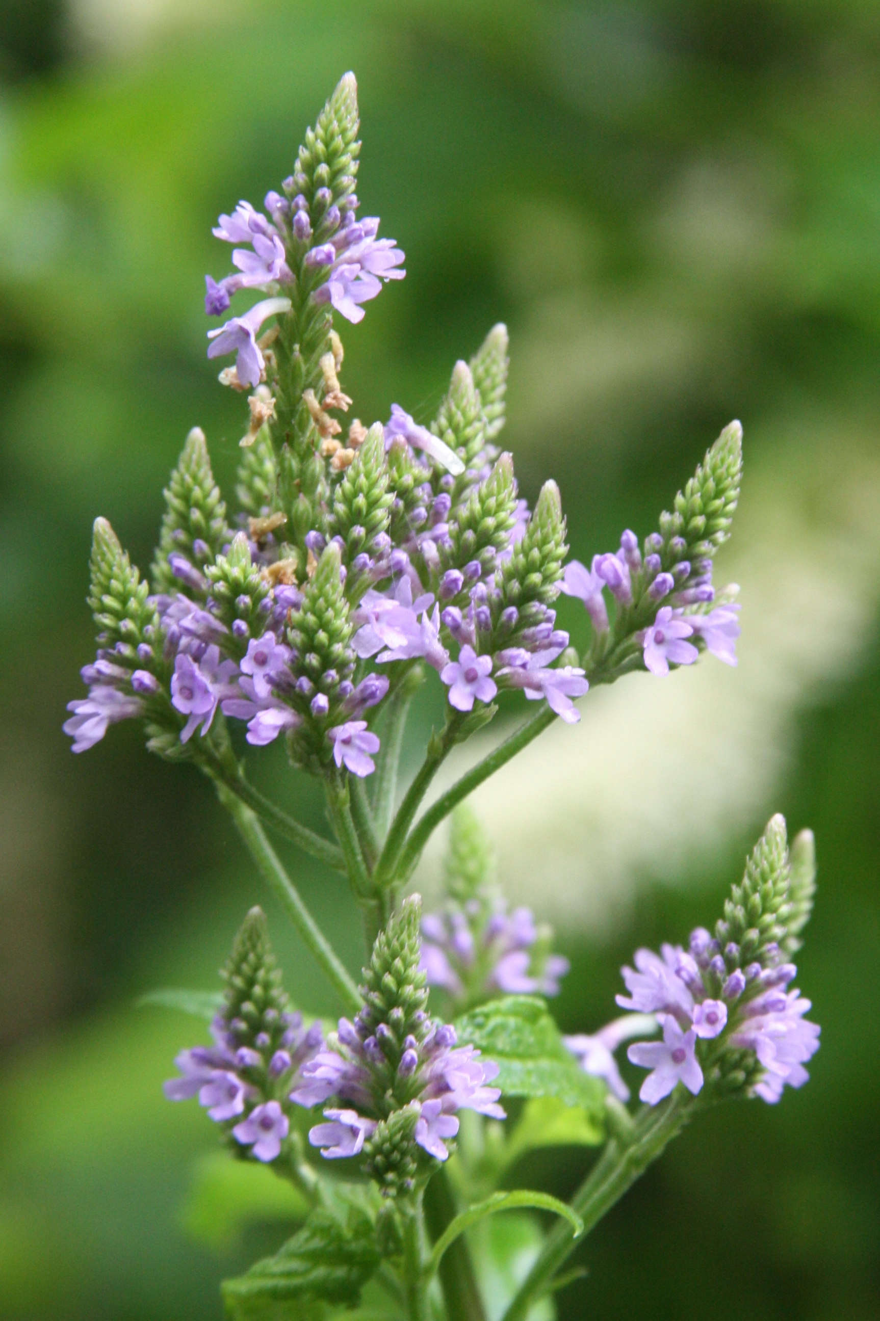 10 Native Wildflowers to Plant in Your Garden