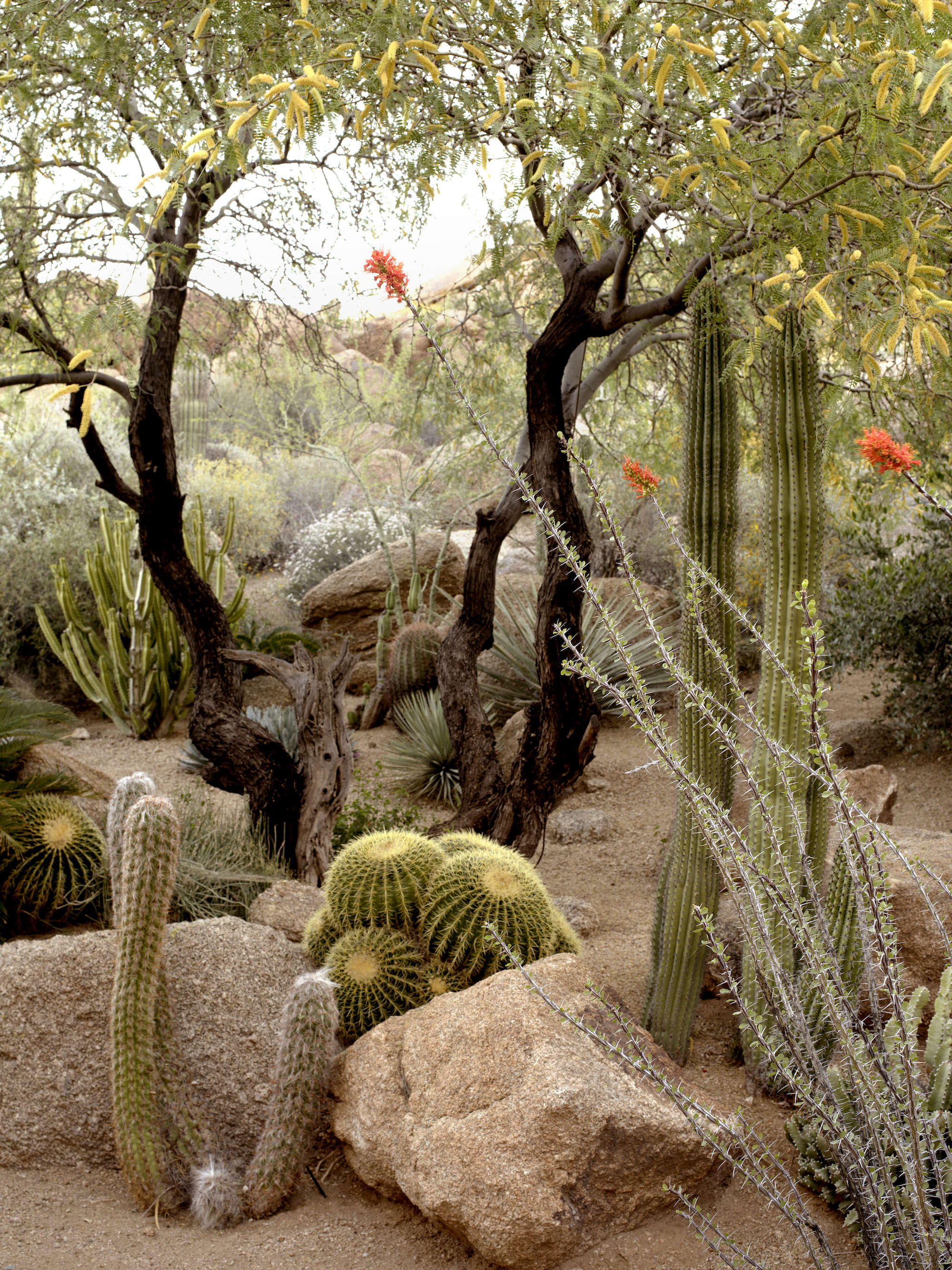 10 Ideas to Steal from Desert Gardens - Gardenista