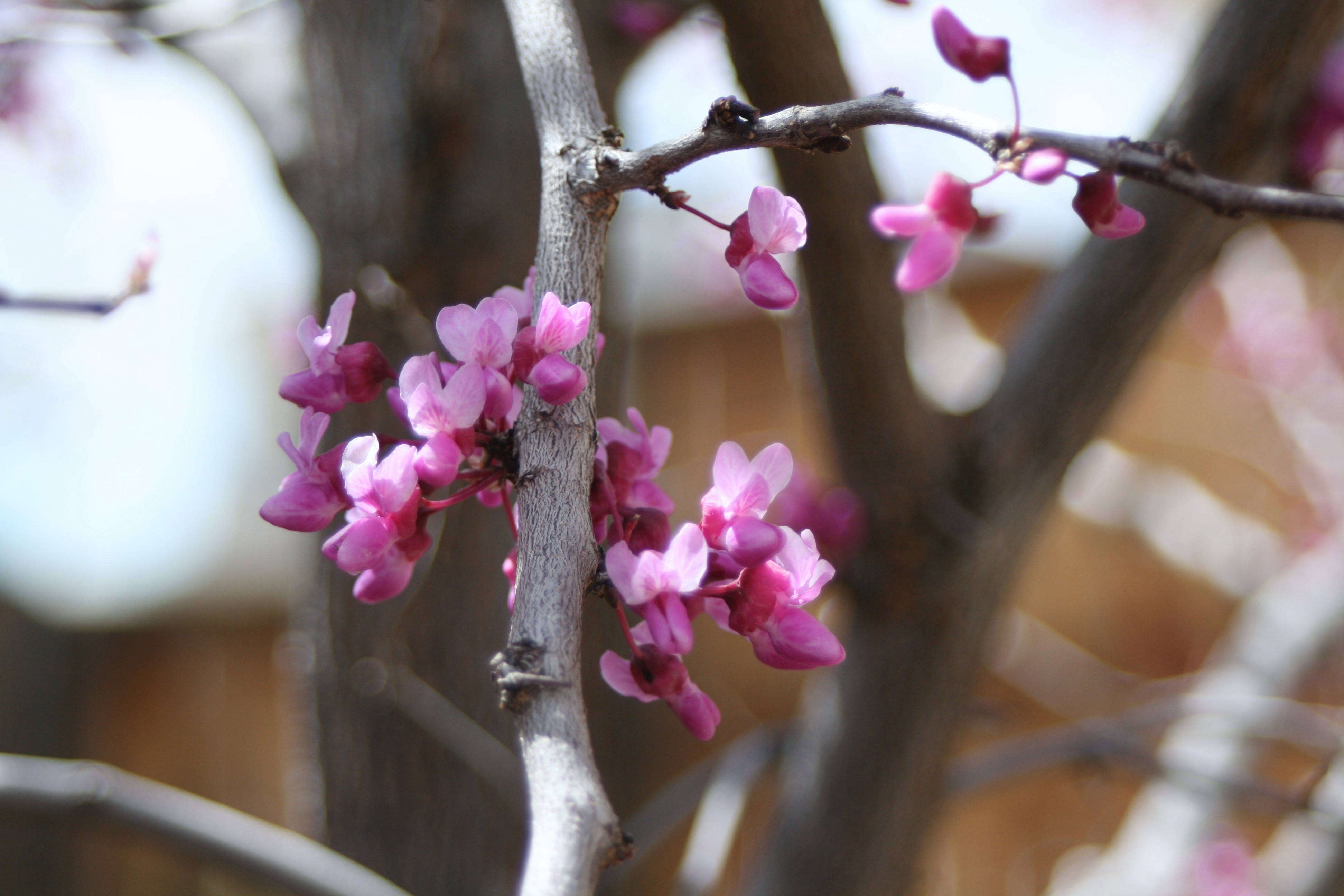 Eastern Redbud: How to Plant and Care for a Native Flowering Tree