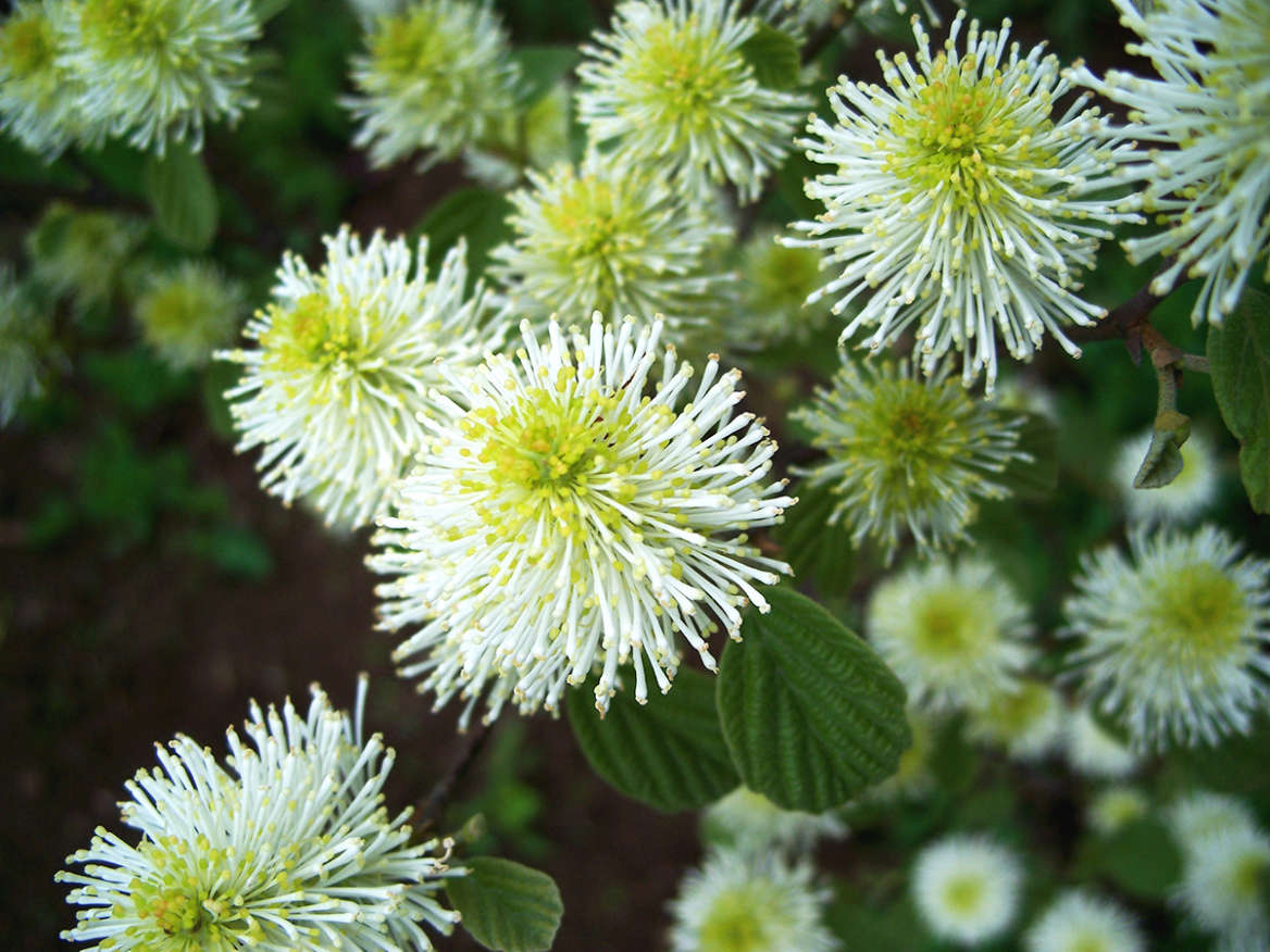 Fothergilla: Planting and Care Tips for a Flowering Deciduous Shrub