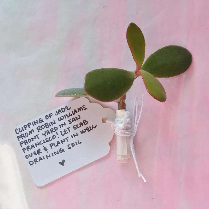 Plant Swaps: How to Trade Houseplants, Cuttings, Seeds