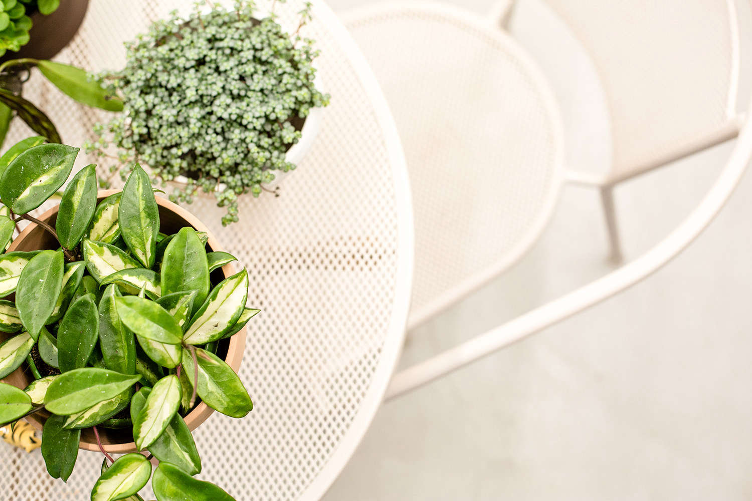 Leaf Shop Vegetal in Paris: Houseplants for Sale Canal St. Martin 10th ...