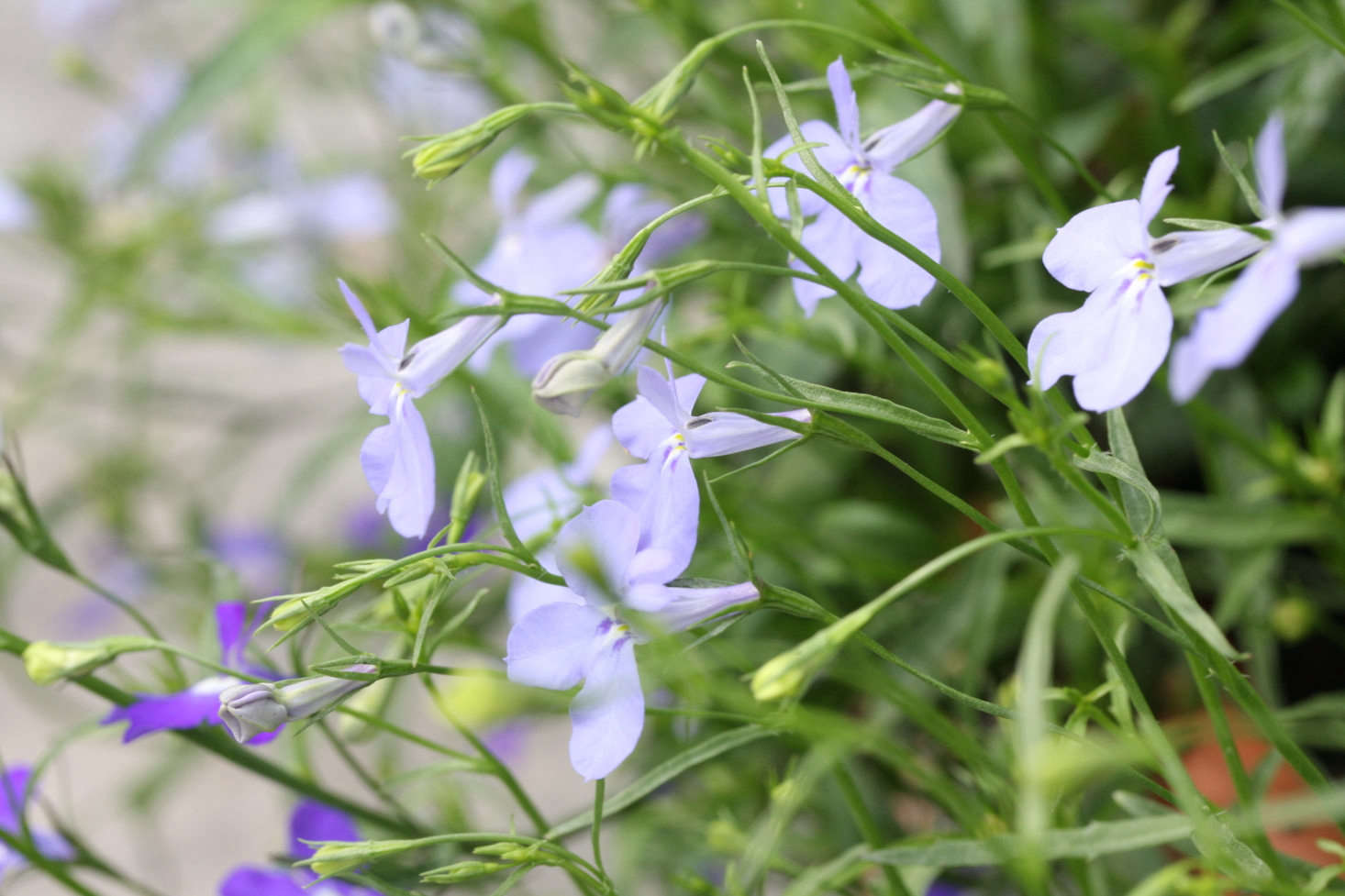 Lobelias: A Guide to Planting Colorful Annual Flowers in Garden Beds
