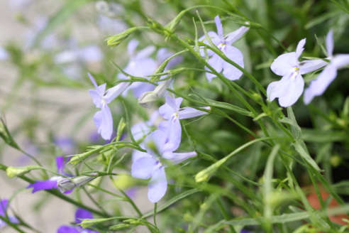 Lobelias: A Guide to Planting Colorful Annual Flowers in Garden Beds