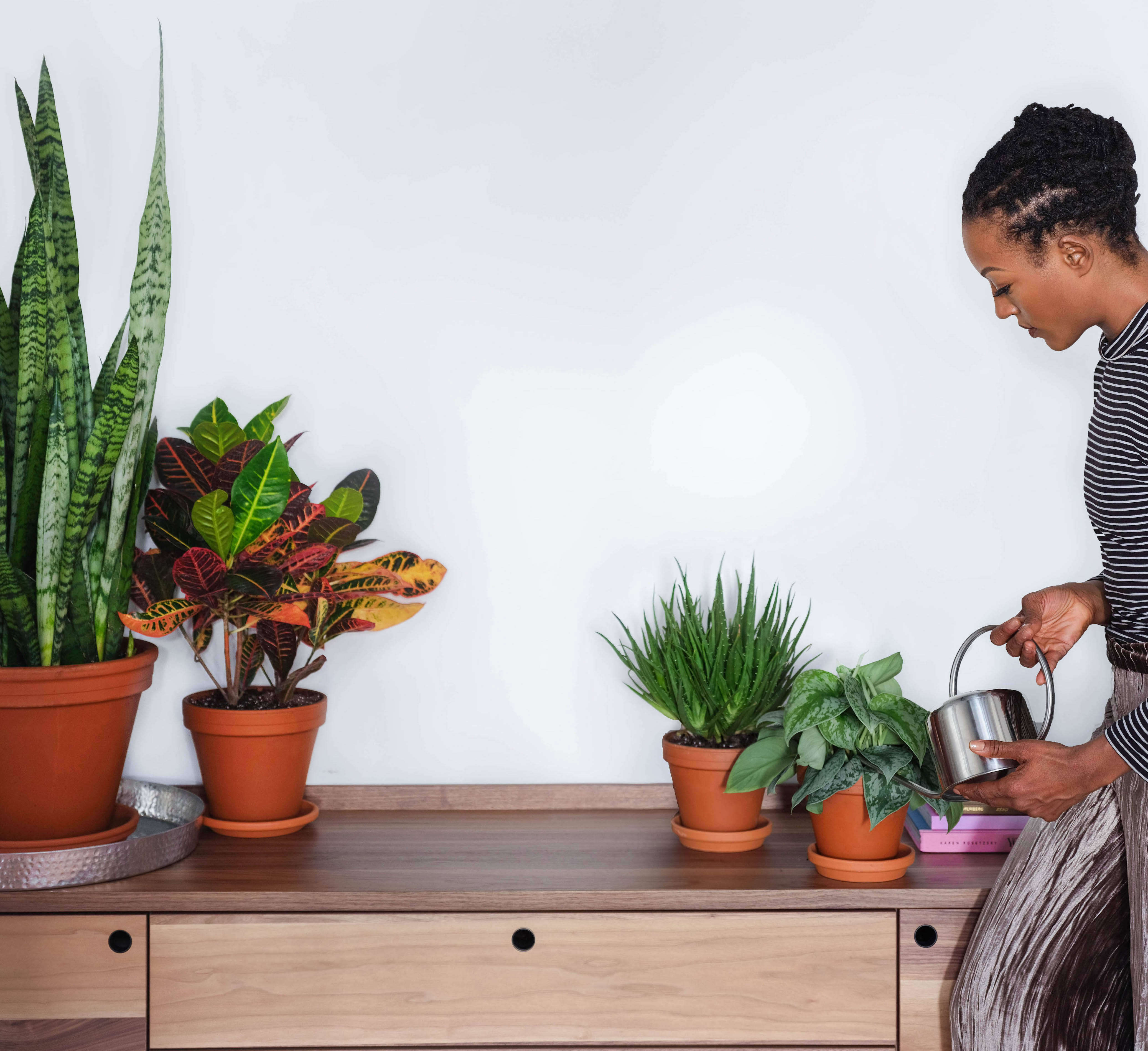 Find affordable large potted plants from Bloomscape