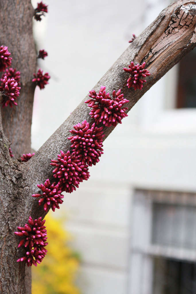 Eastern Redbud: How to Plant and Care for a Native Flowering Tree