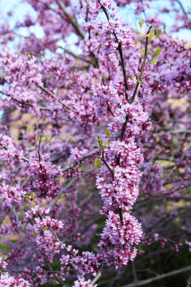 Eastern Redbud: How to Plant and Care for a Native Flowering Tree