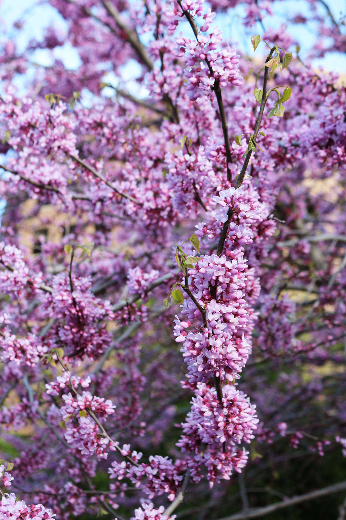 Eastern Redbud: How to Plant and Care for a Native Flowering Tree