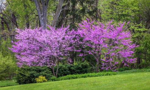 Eastern Redbud: How to Plant and Care for a Native Flowering Tree