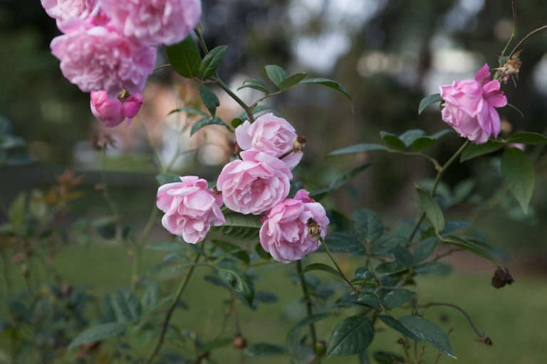 10 Things Nobody Tells You About Roses - Gardenista