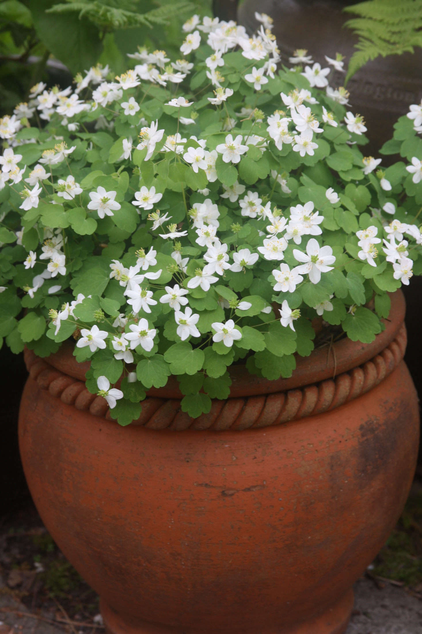 10 Native Wildflowers to Plant in Your Garden
