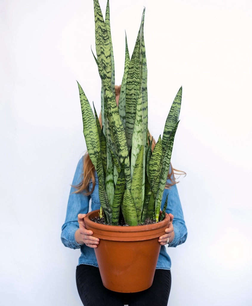 Find affordable large potted plants from Bloomscape