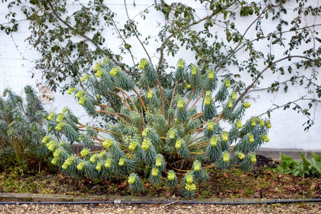 Spurge, Your Secret Weapon: 6 Best Varieties to Plant in the Garden ...