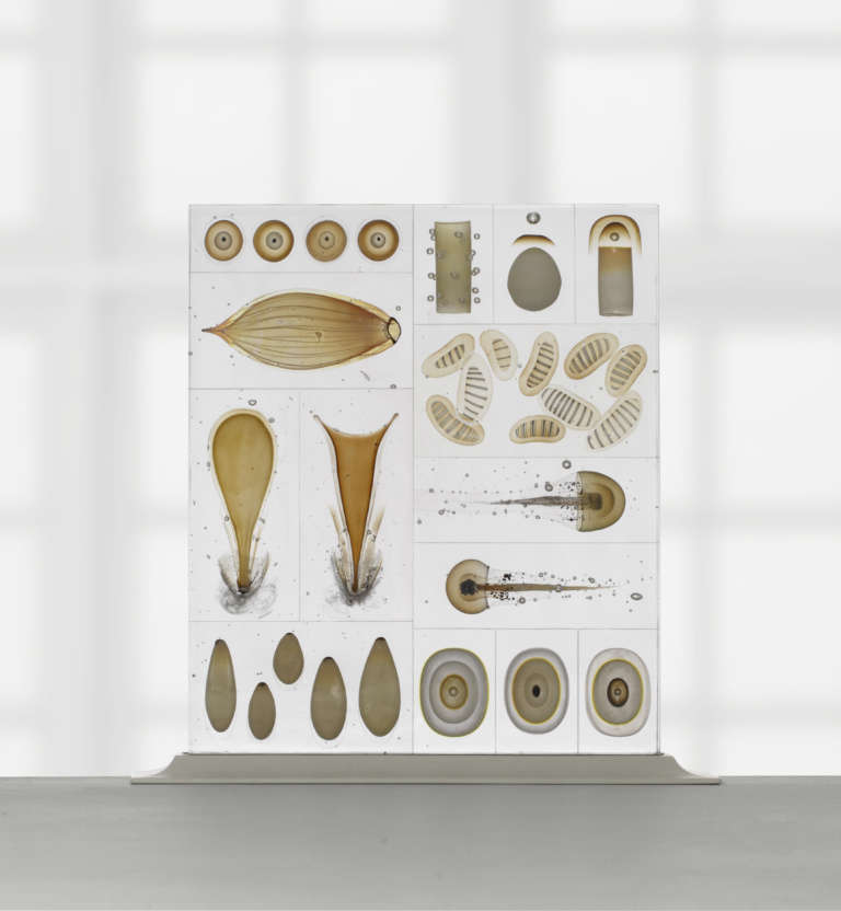 Glass artist Steffen Dam's creations capture a hidden natural world