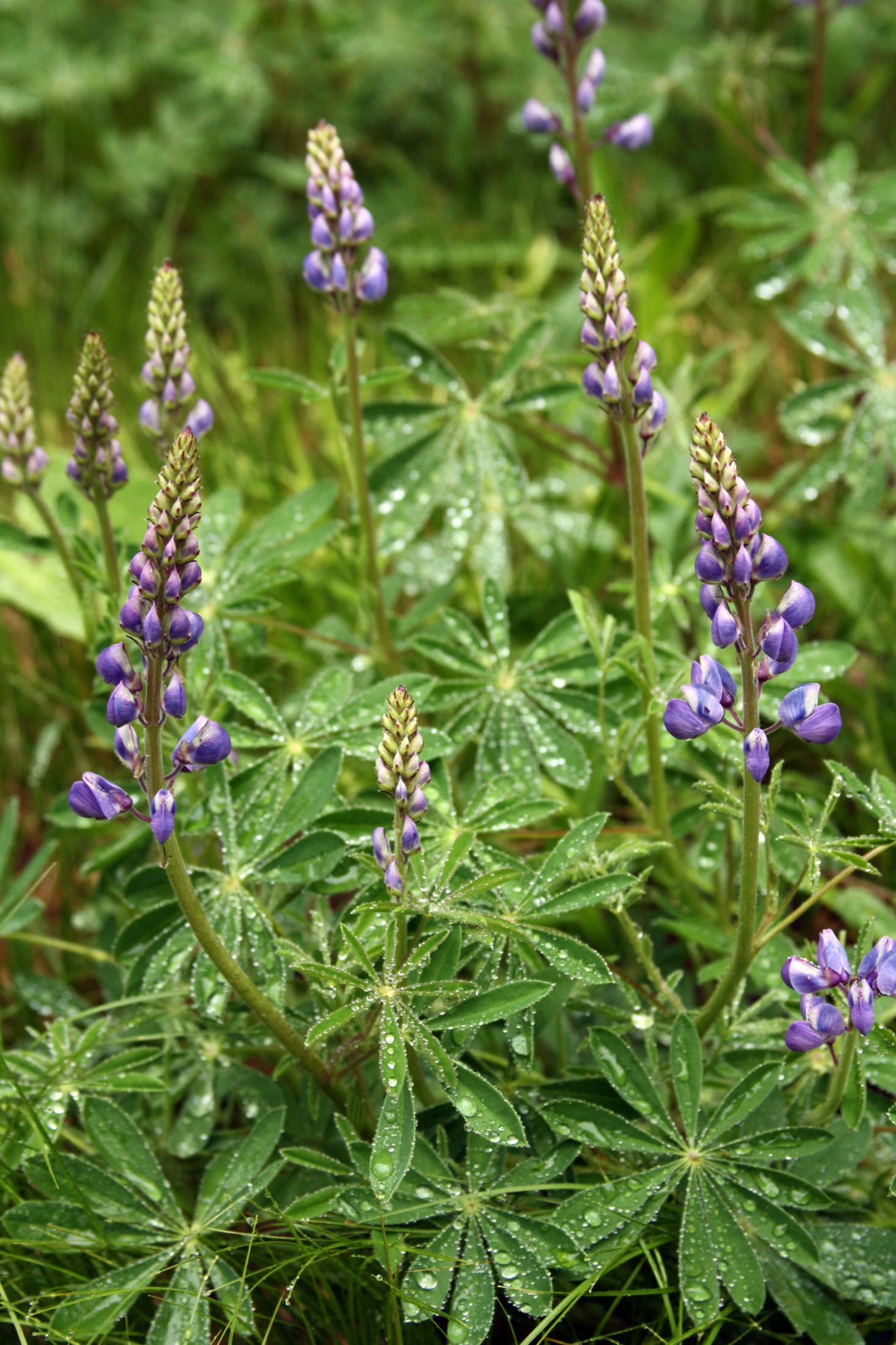 10 Native Wildflowers to Plant in Your Garden