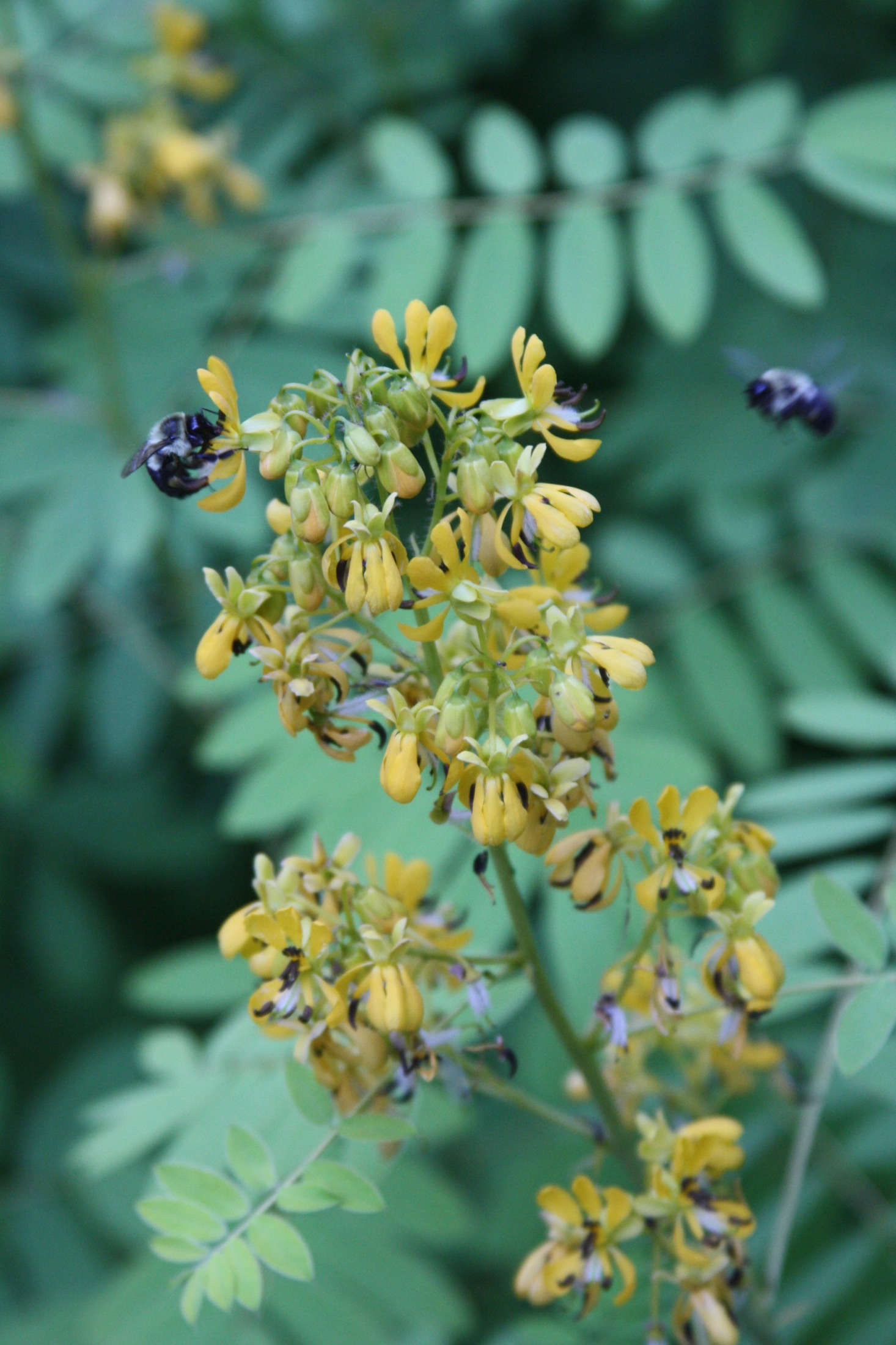 10 Native Wildflowers to Plant in Your Garden