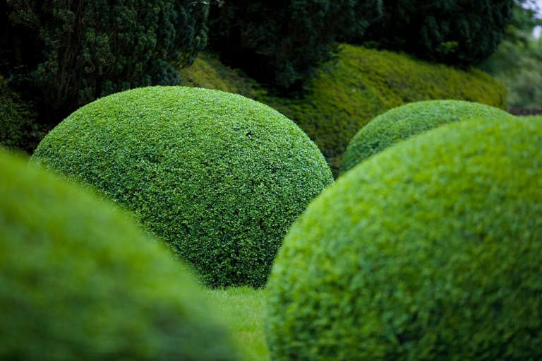 Boxwood Topiaries: 6 Tips for Trimming Shrubs from Niwaki's Jake Hobson ...