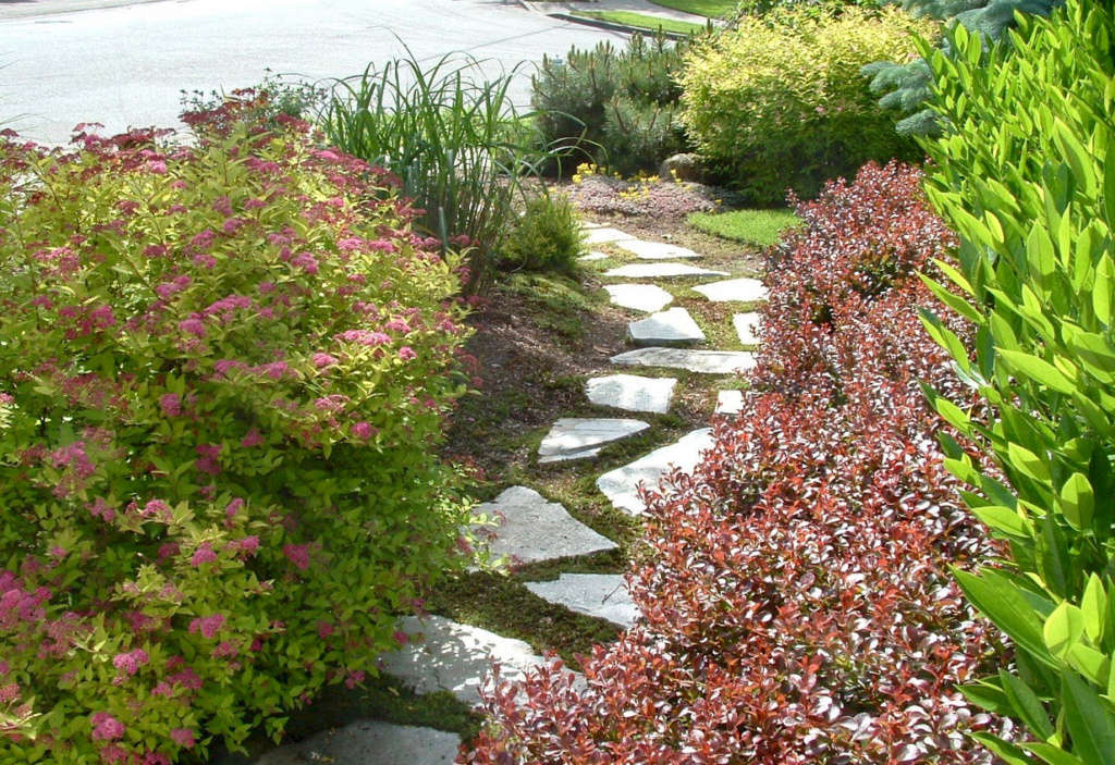 Gardening 101: Cherry Laurel - Gardenista