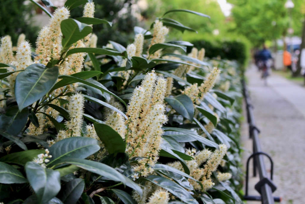 Gardening 101: Cherry Laurel - Gardenista