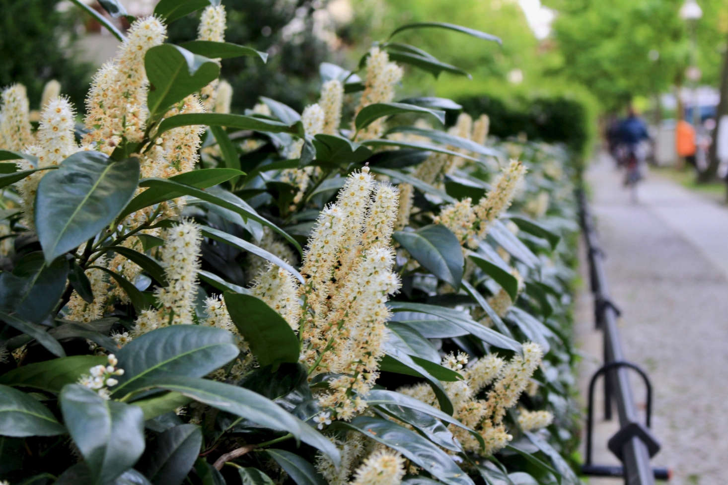 Gardening 101: Cherry Laurel - Gardenista