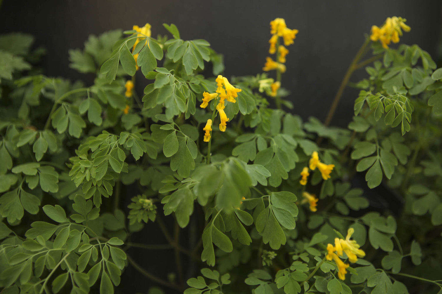 Gardening 101: Corydalis - Gardenista