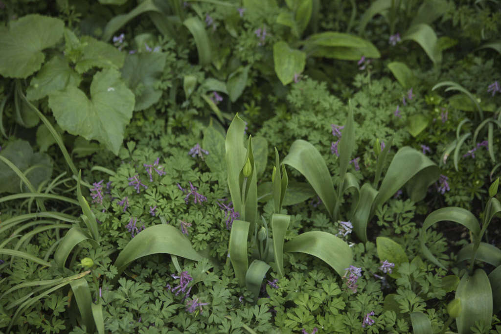 Gardening 101: Corydalis - Gardenista