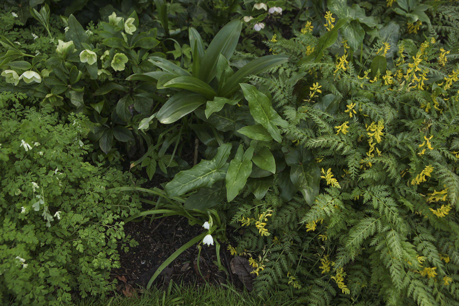 Gardening 101: Corydalis - Gardenista