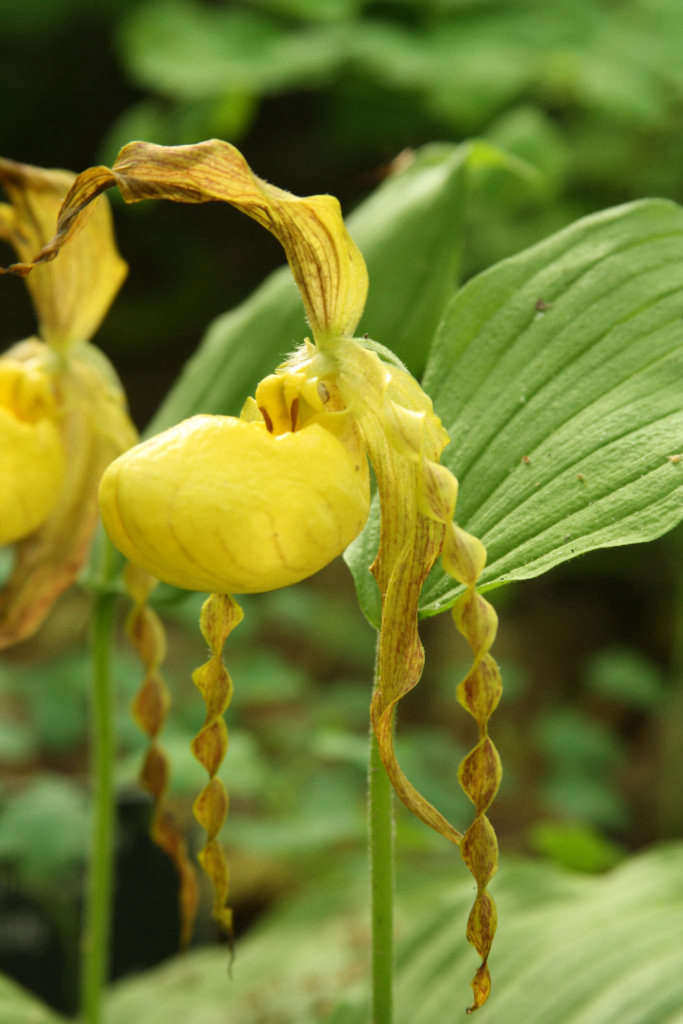 Everything You Need to Know About North American Native Orchids ...