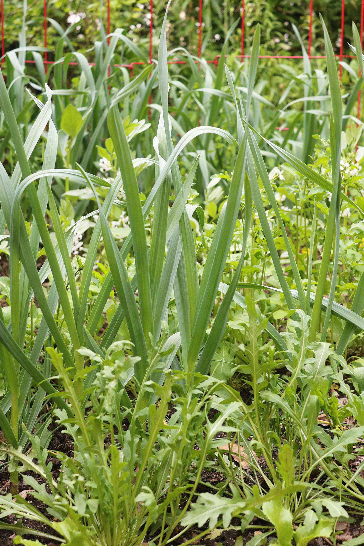 Garlic: Tips to Plant and Grow an Essential Culinary Flavor