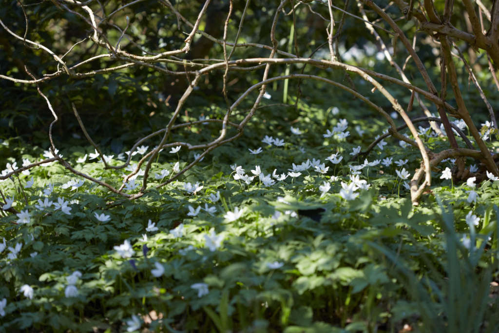 Wood Anemones: A Guide to Planting, Care, and Design