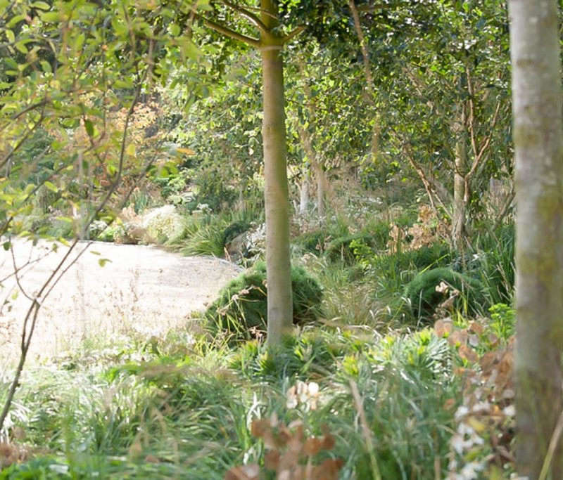 How to Successfully Grow Ash Trees: A Field Guide to Planting, Care ...