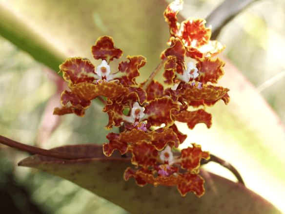 Everything You Need to Know About North American Native Orchids ...