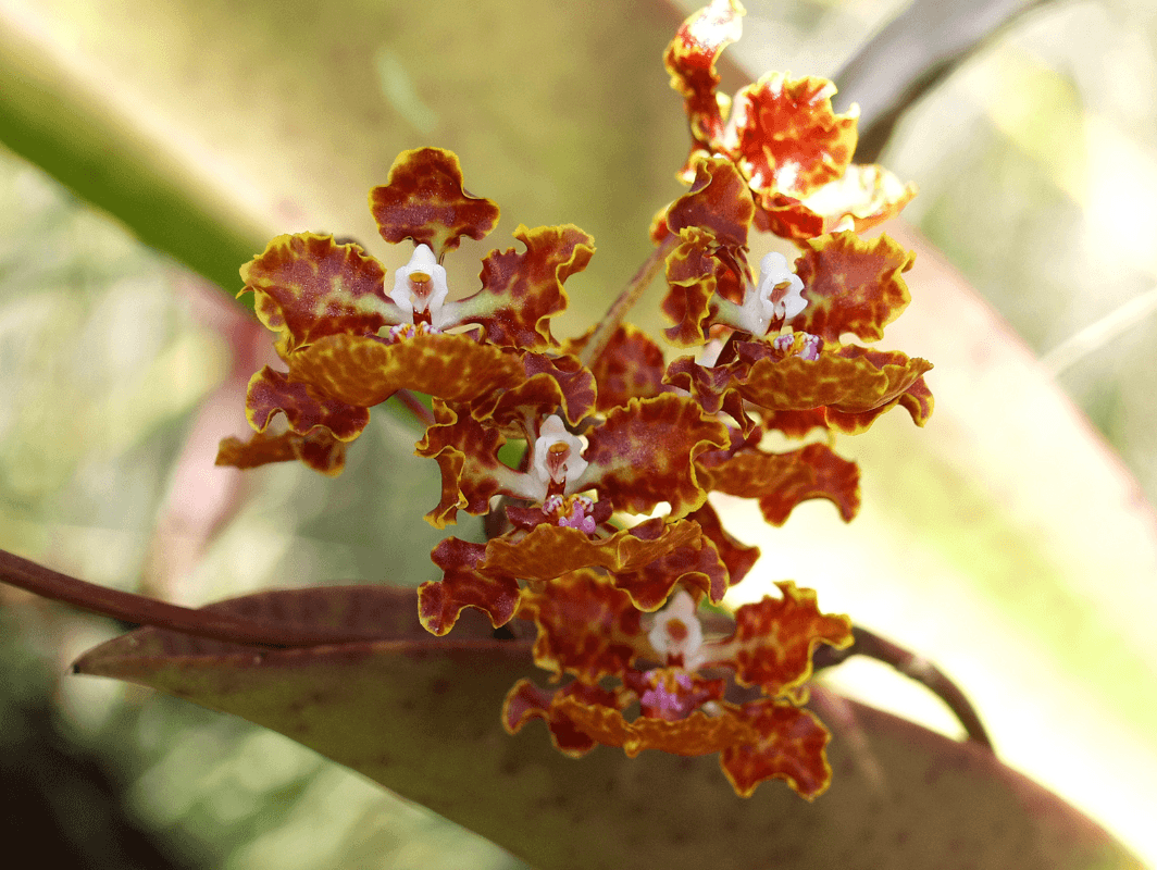 Everything You Need to Know About North American Native Orchids ...