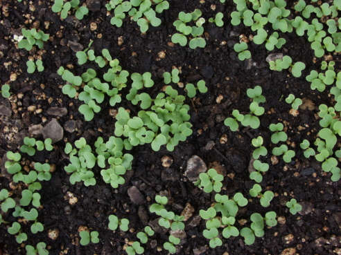 Gardening 101: Mustard Greens - Gardenista