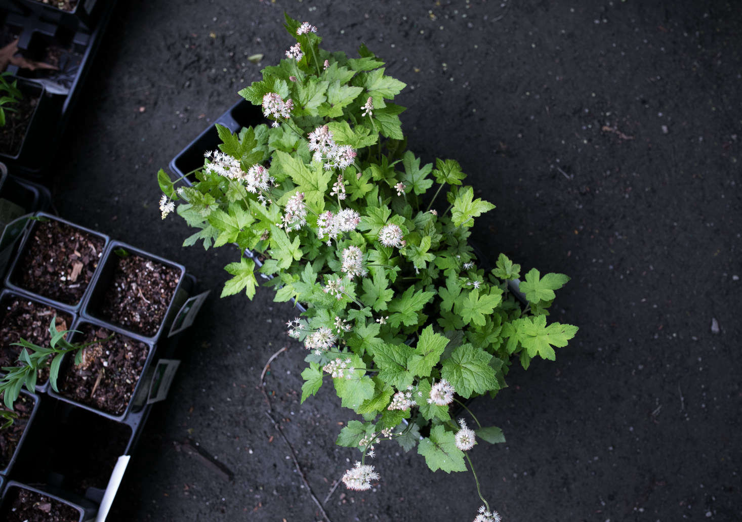 Nasami Farms: A New England Mecca for Native Plant Lovers - Gardenista