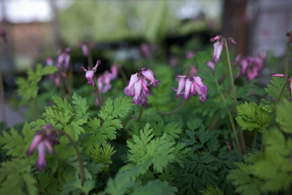 Nasami Farms: A New England Mecca for Native Plant Lovers - Gardenista