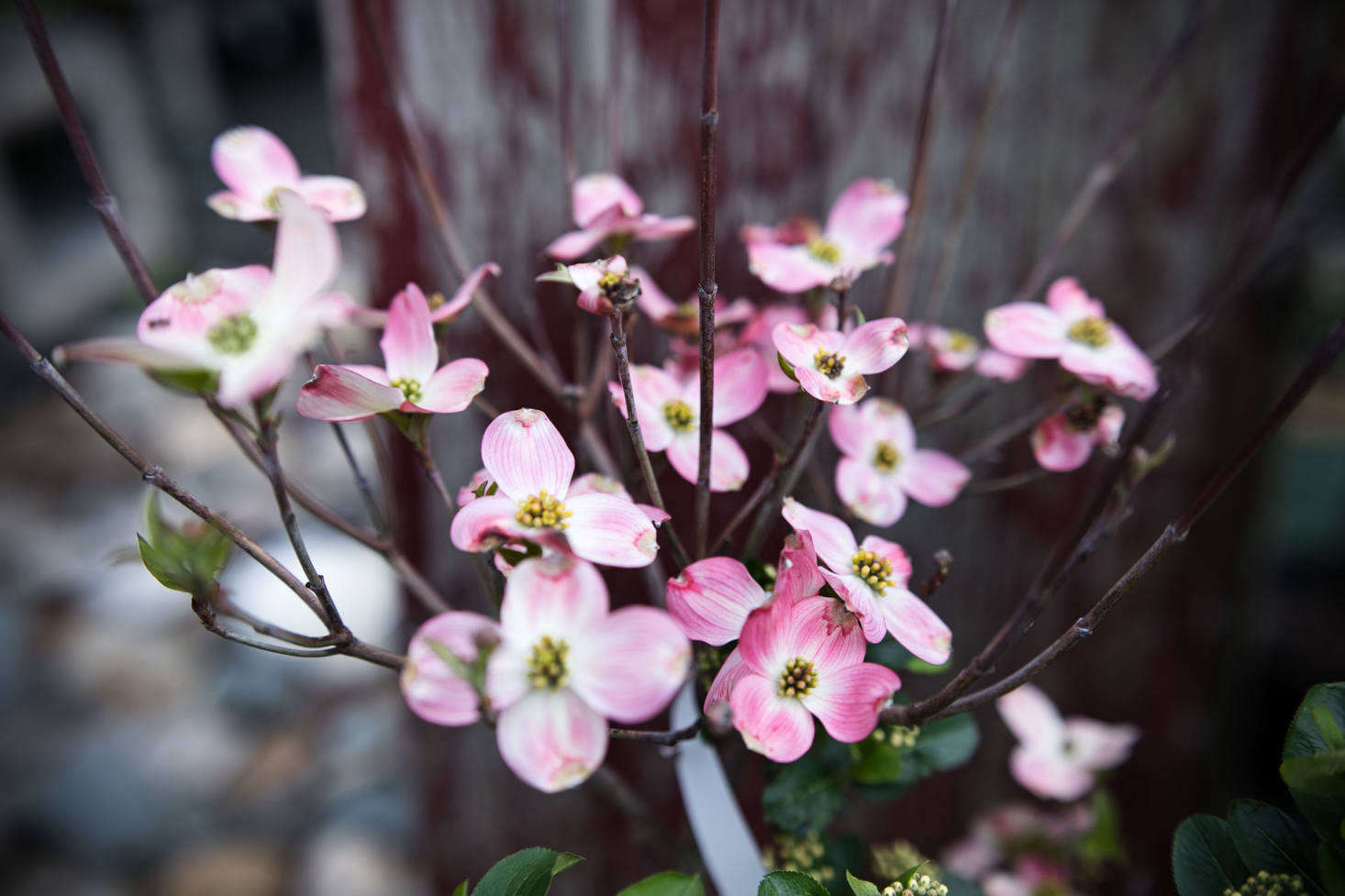 Nasami Farms: A New England Mecca for Native Plant Lovers - Gardenista