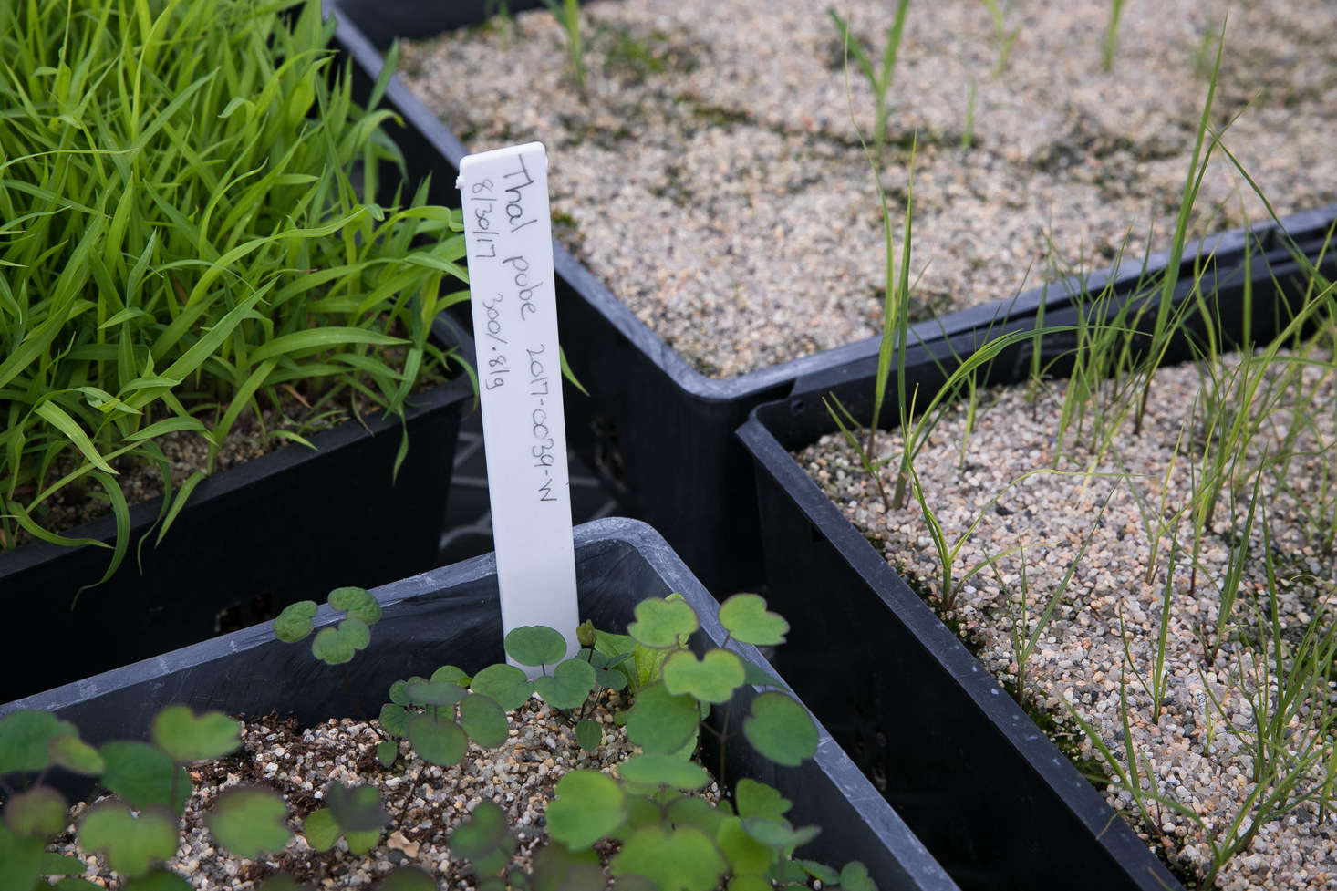 Nasami Farms: A New England Mecca for Native Plant Lovers - Gardenista