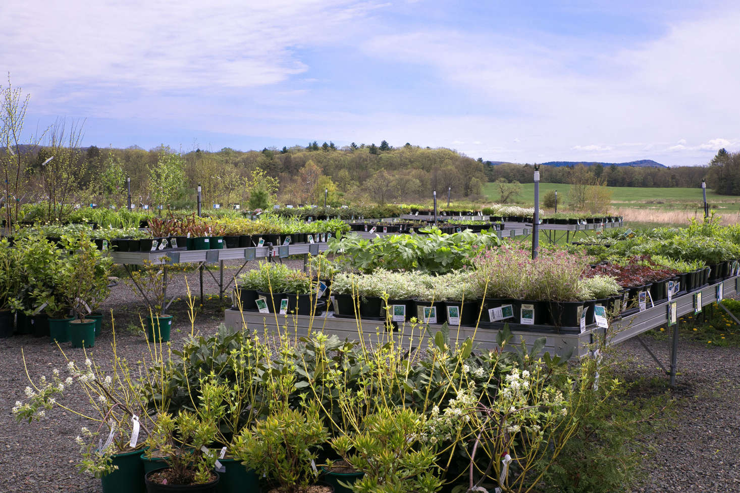 Nasami Farms: A New England Mecca for Native Plant Lovers - Gardenista