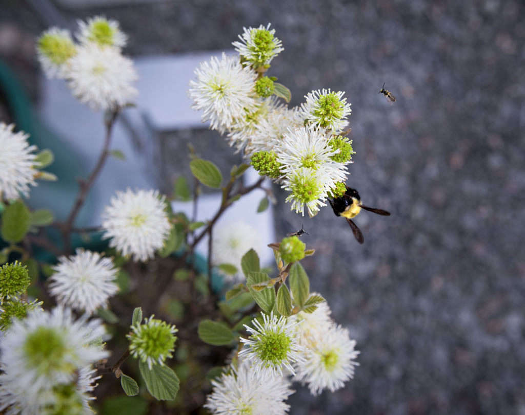Nasami Farms: A New England Mecca for Native Plant Lovers - Gardenista