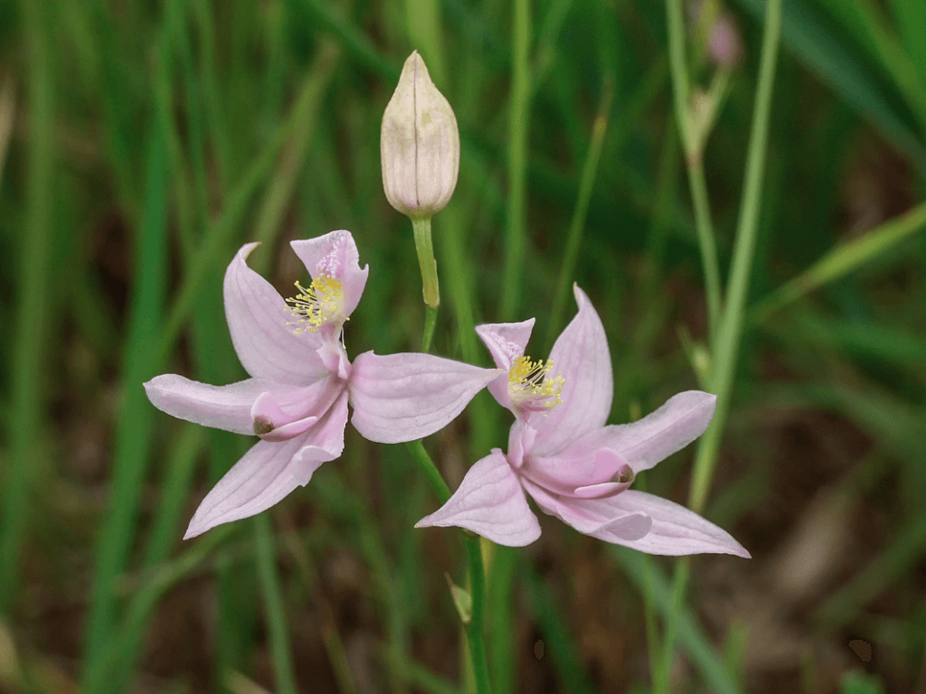 Everything You Need to Know About North American Native Orchids ...