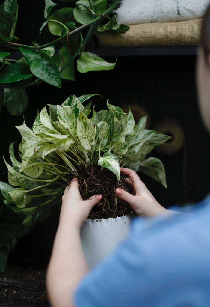 Pothos: A Plant Care and Growing Guide for a Tropical Houseplant