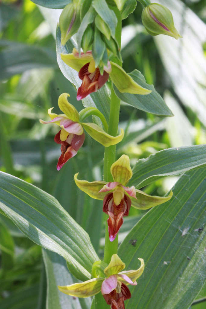 Everything You Need to Know About North American Native Orchids ...