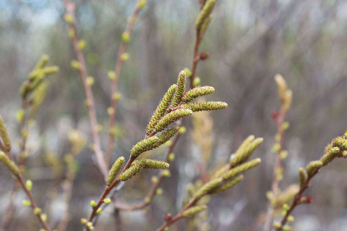 Gardening 101: Sweetfern - Gardenista
