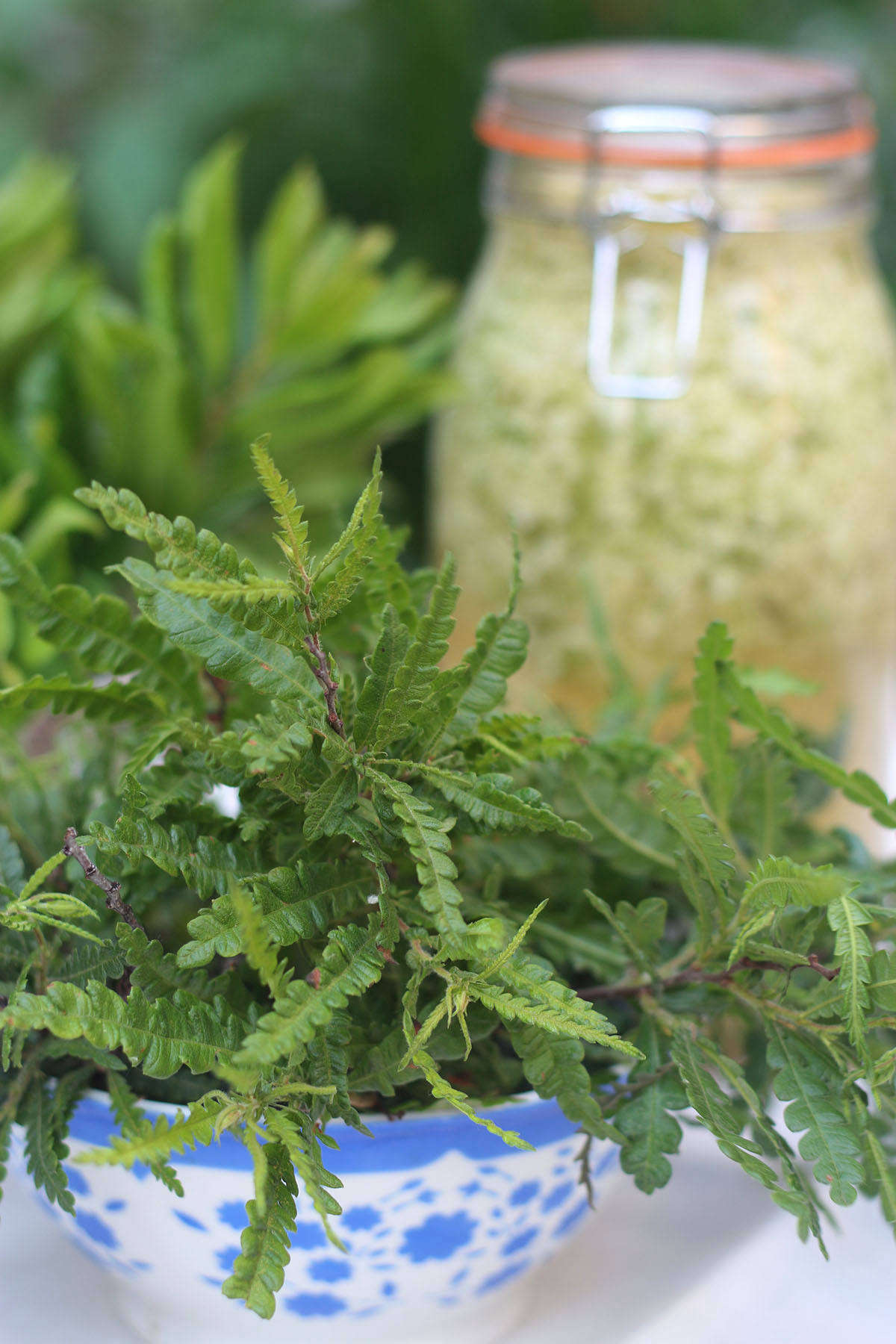 Gardening 101: Sweetfern - Gardenista