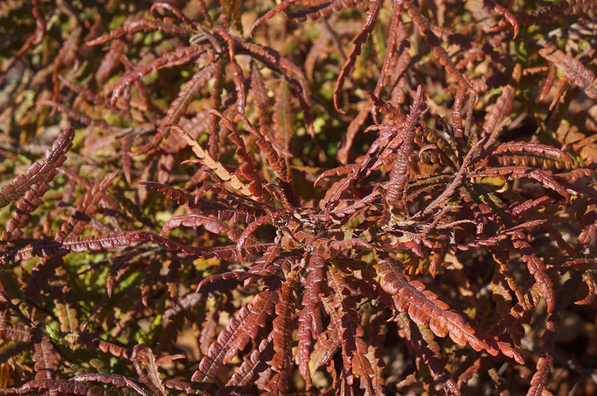 Gardening 101: Sweetfern - Gardenista